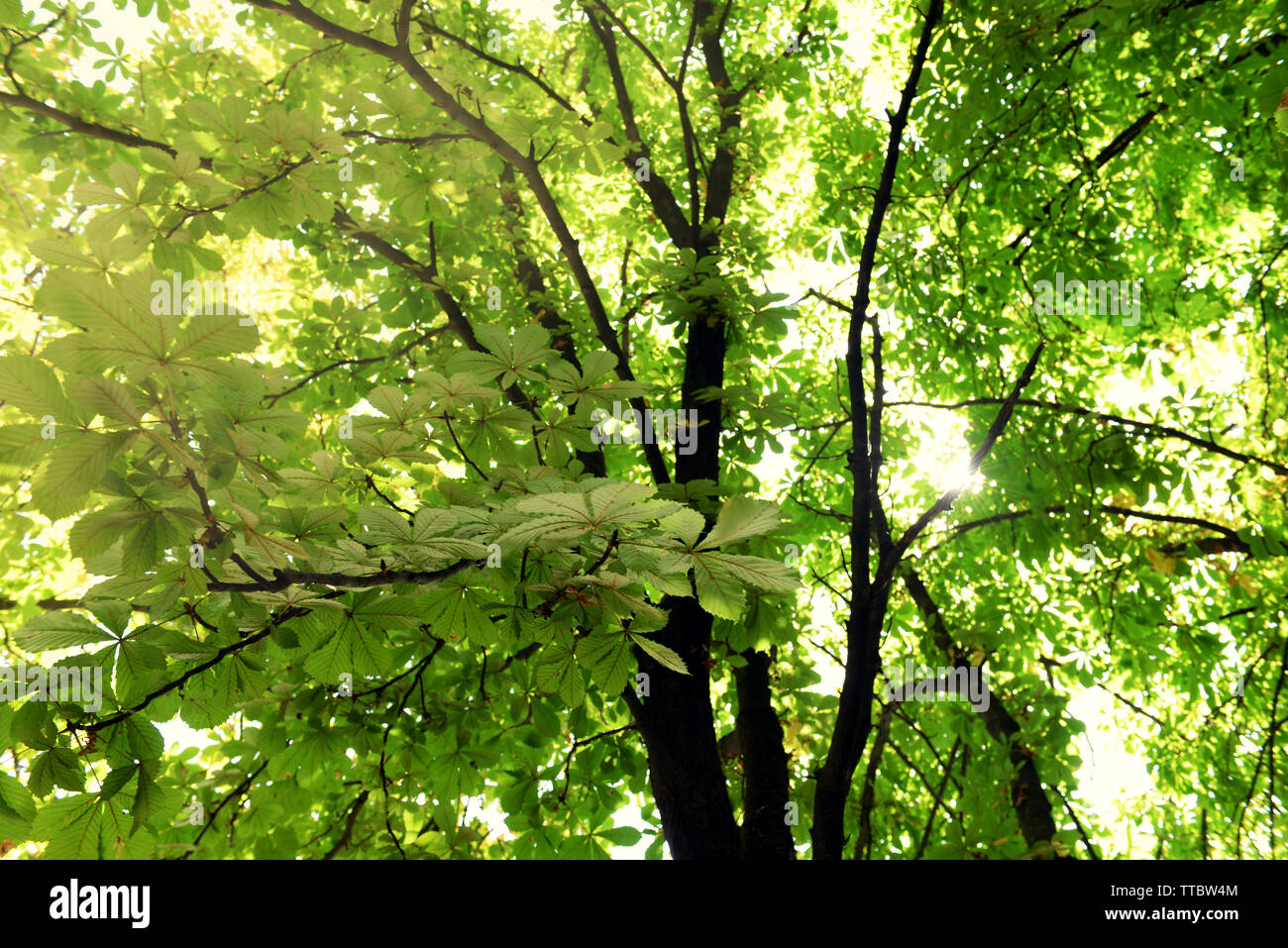 Green tree crown closeup Stock Photo - Alamy
