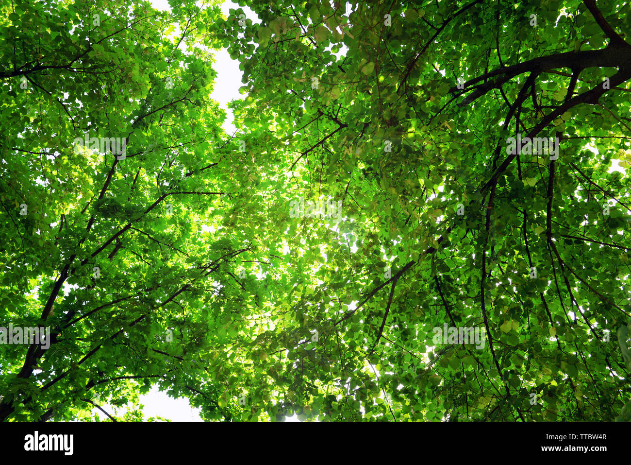 Green tree crown closeup Stock Photo - Alamy