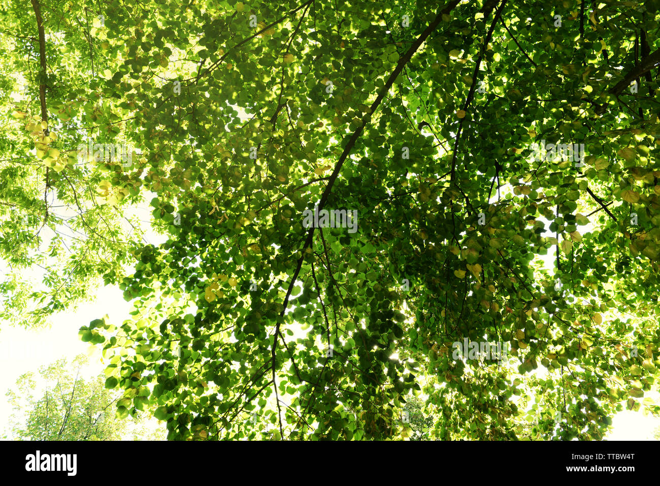 Green tree crown closeup Stock Photo - Alamy