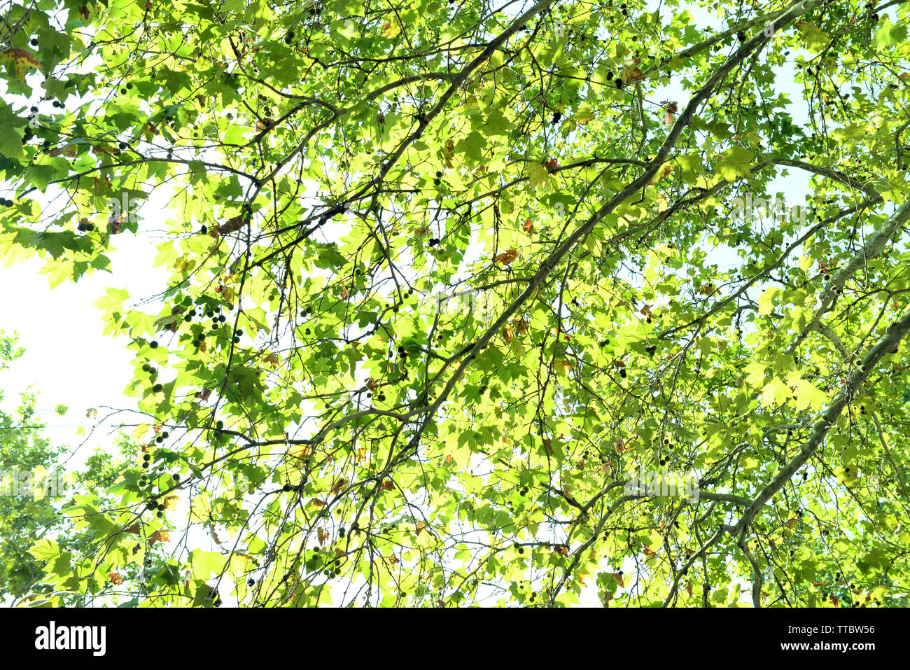 Green tree crown closeup Stock Photo - Alamy