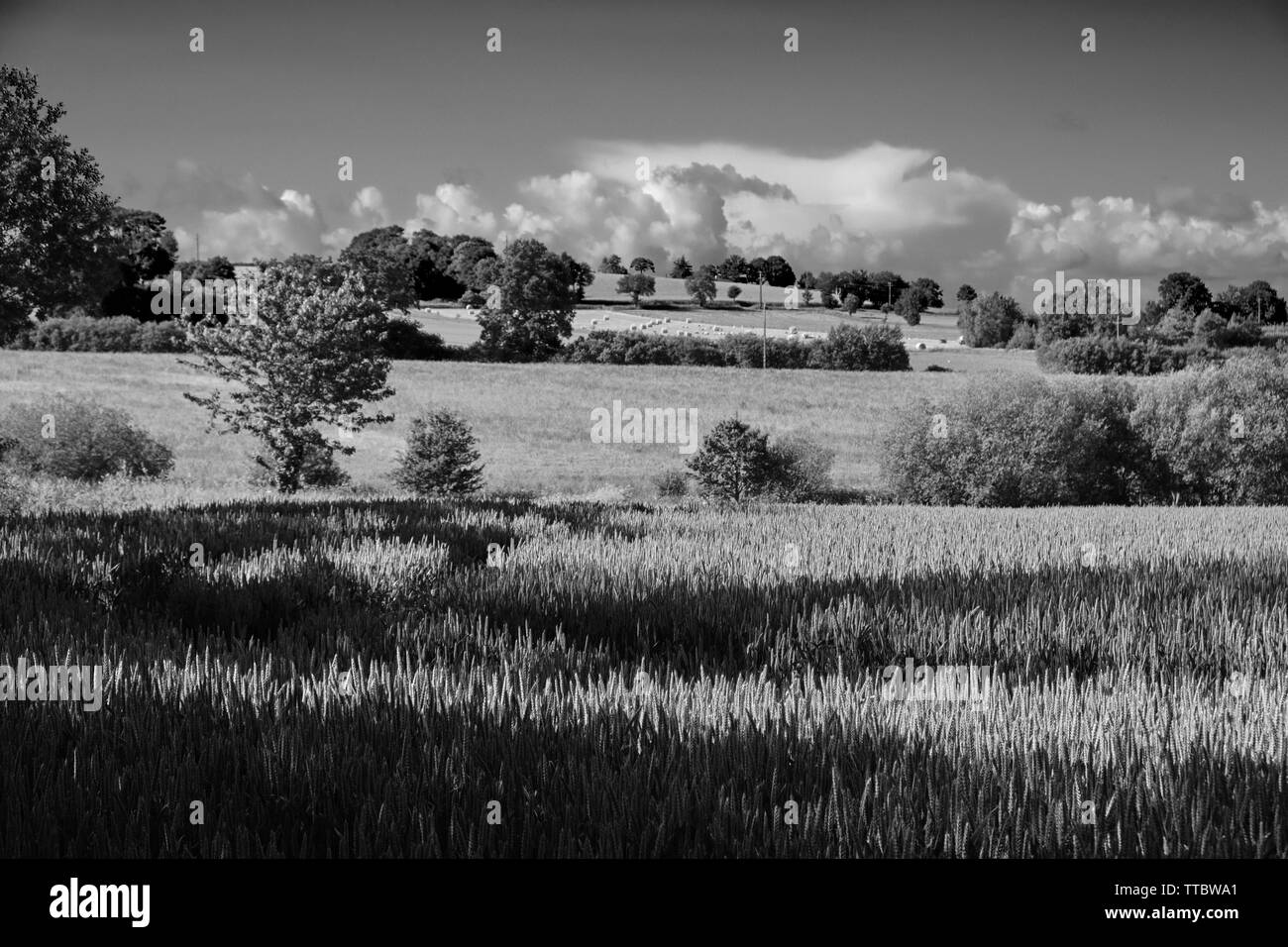 Spring field and haybales hi-res stock photography and images - Alamy