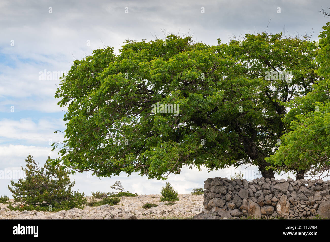 Wind bent trees. Baska. Krk Island. Croatia. Europe Stock Photo - Alamy