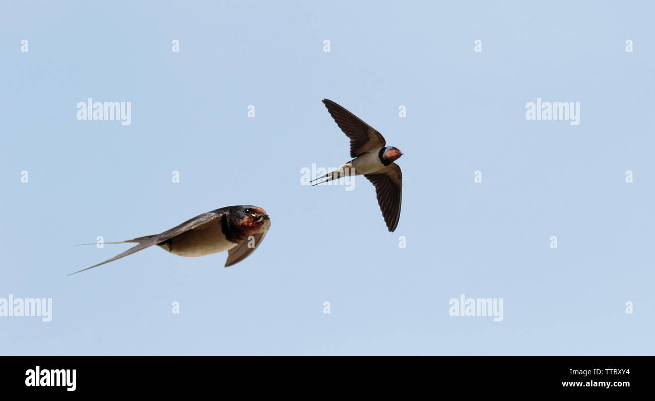 Barn swallows in flight hi-res stock photography and images - Alamy