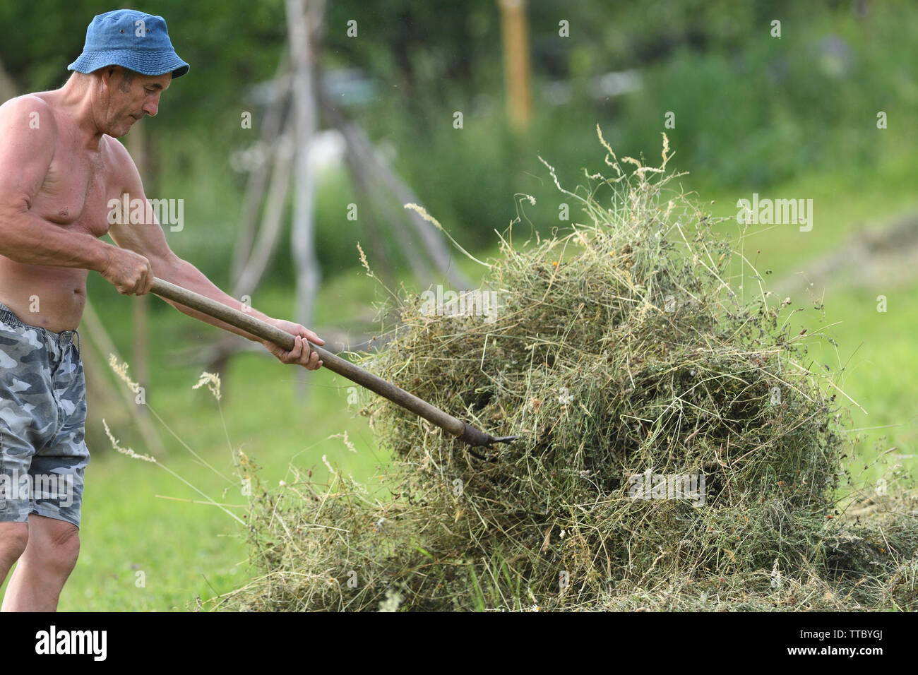 Farmer stacking hay with fork traditional in the village on field Stock ...