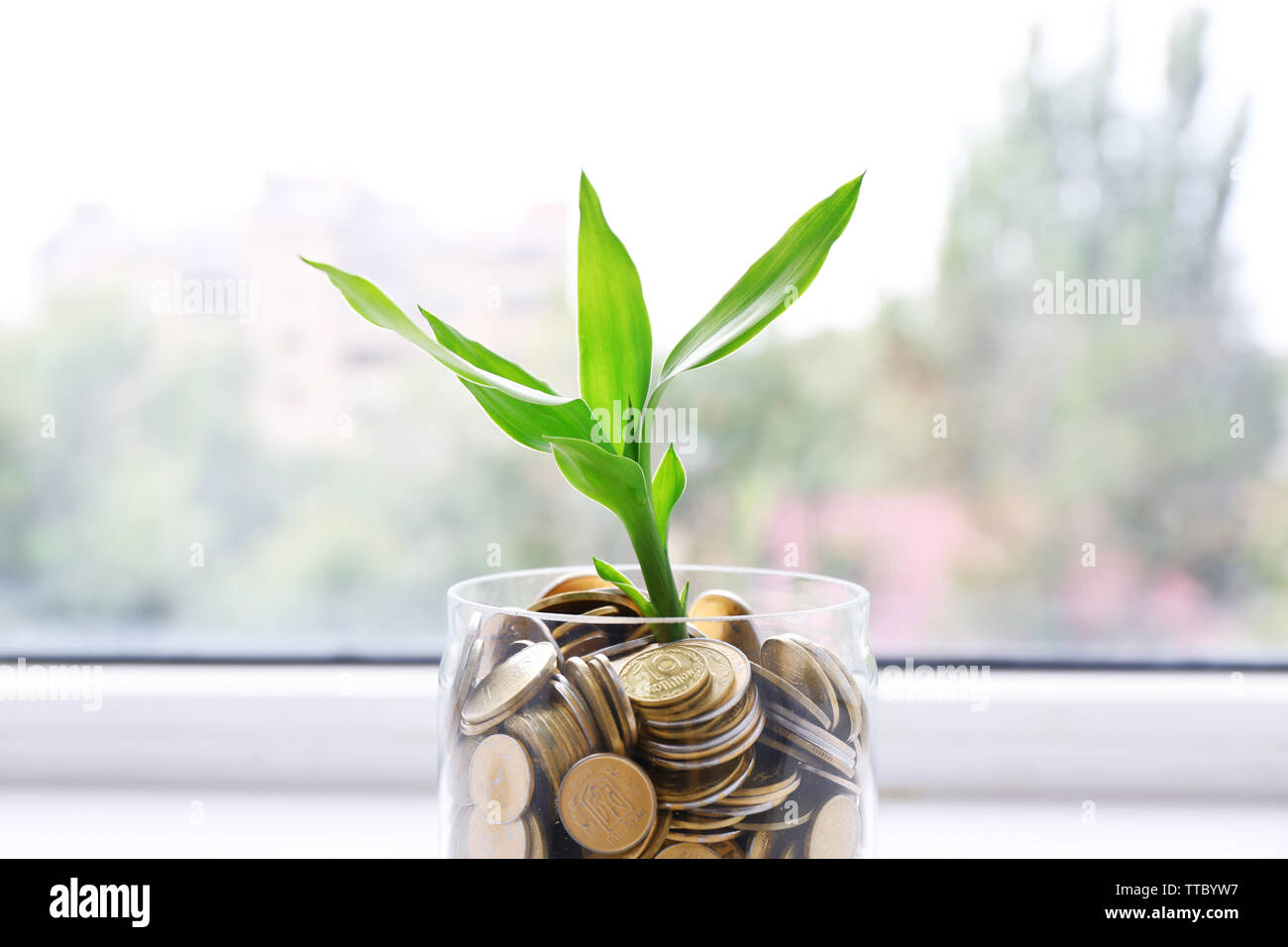 Plant growing in coins on the windowsill Stock Photo - Alamy