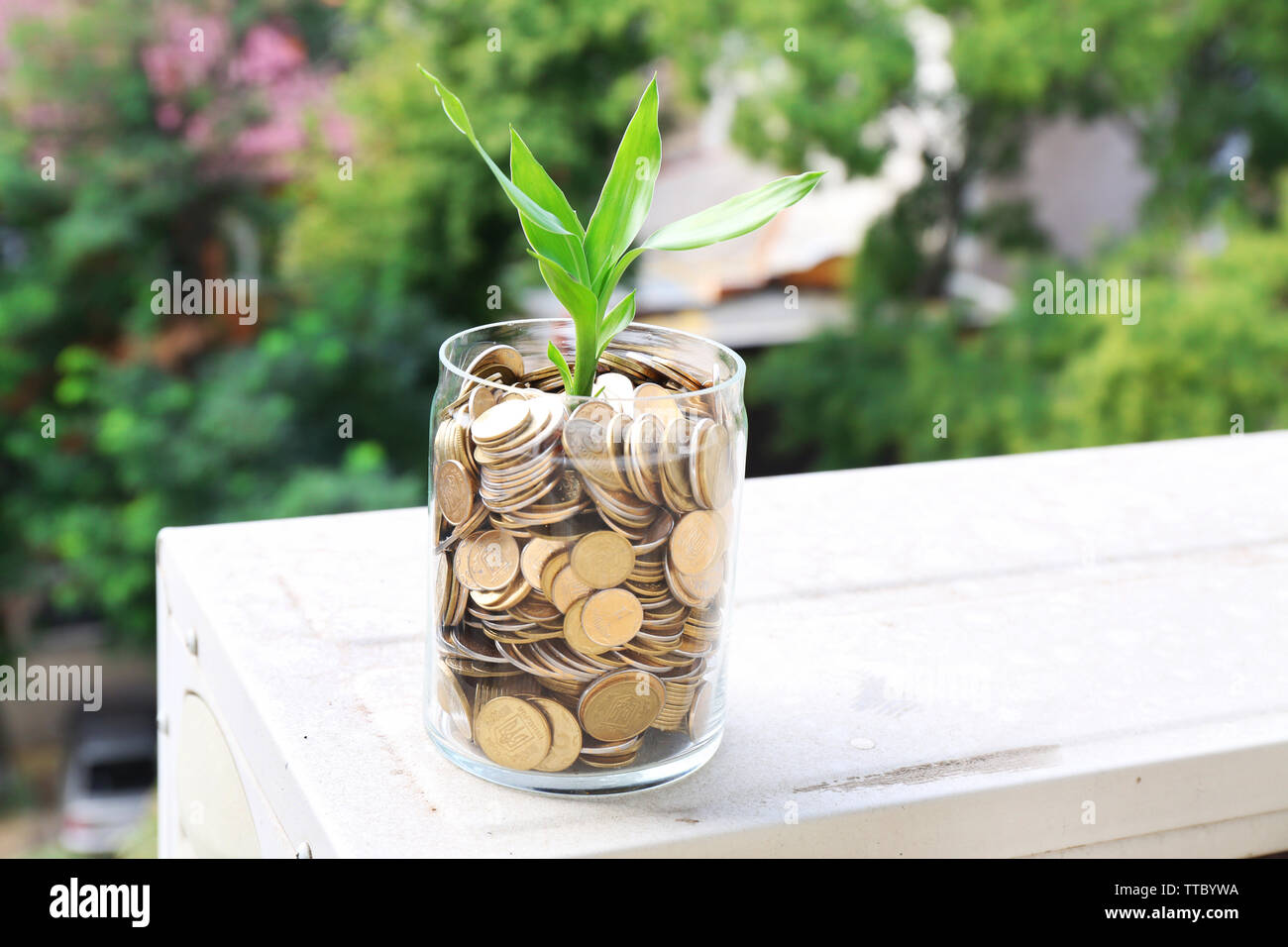 Plant growing in coins outside Stock Photo - Alamy