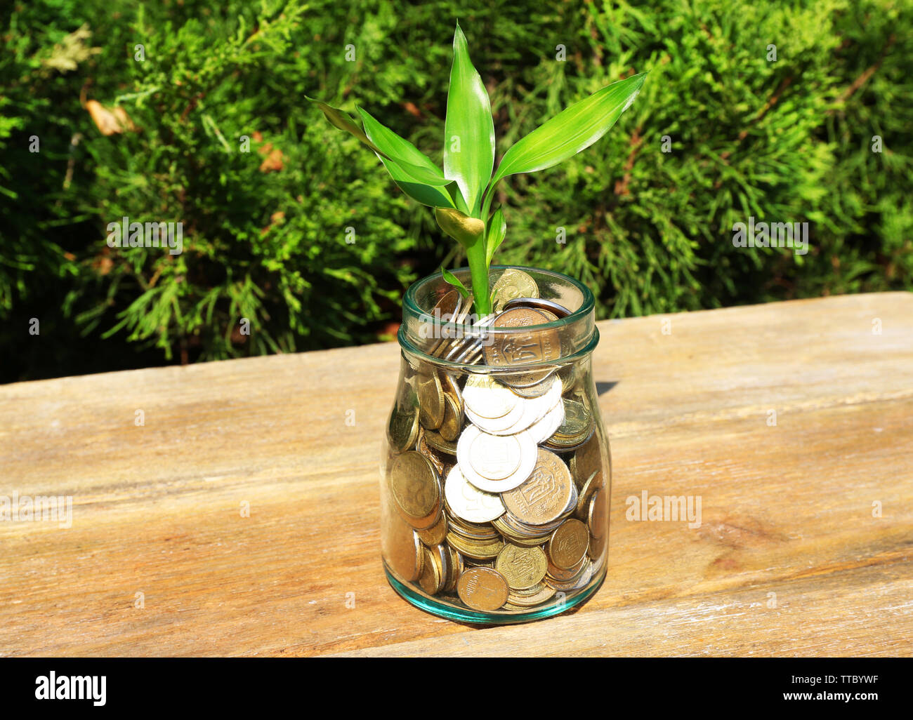 Plant growing in coins outside Stock Photo - Alamy