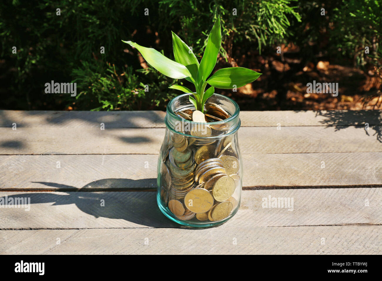 Plant growing in coins outside Stock Photo - Alamy