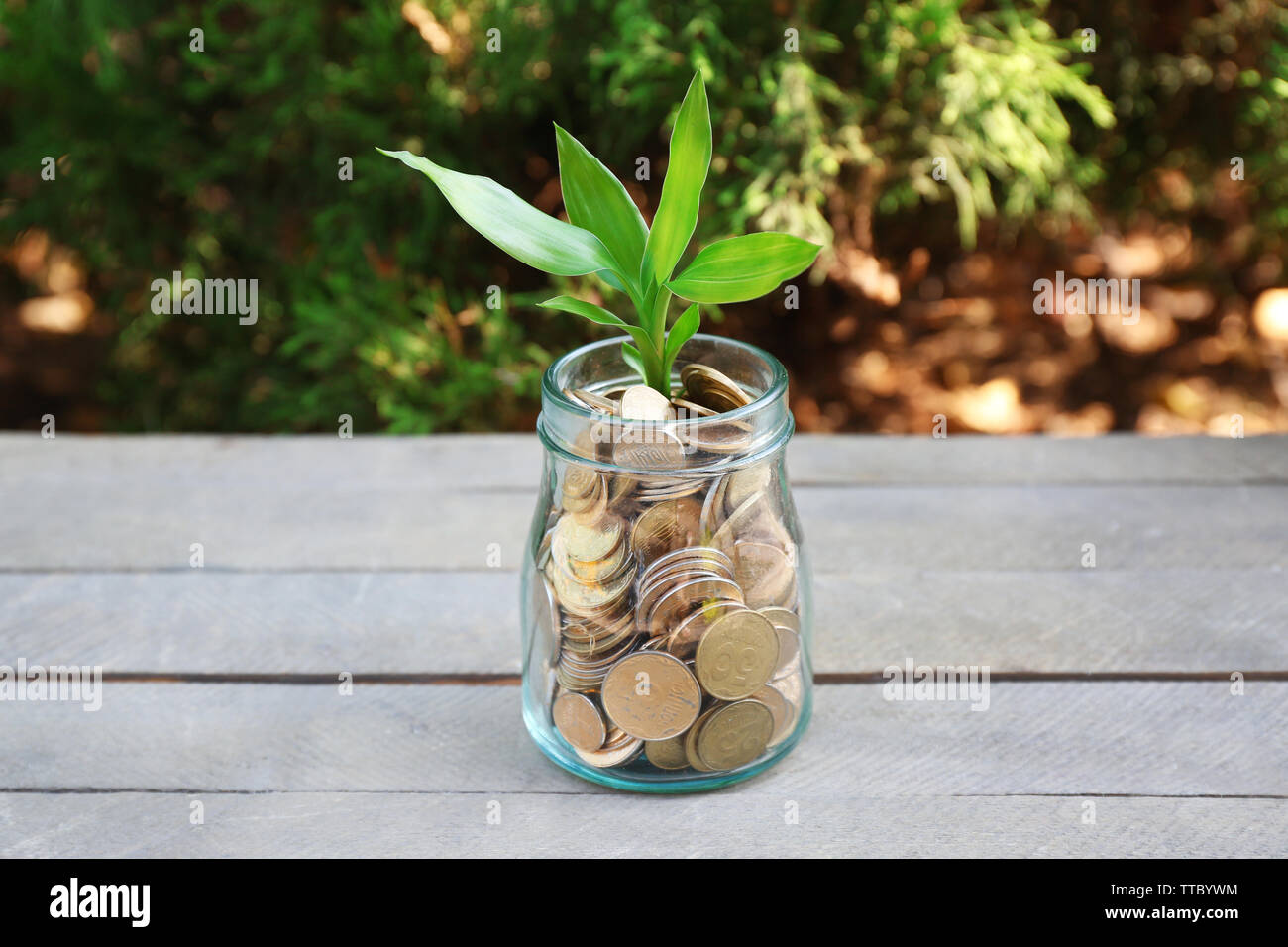Plant growing in coins outside Stock Photo - Alamy