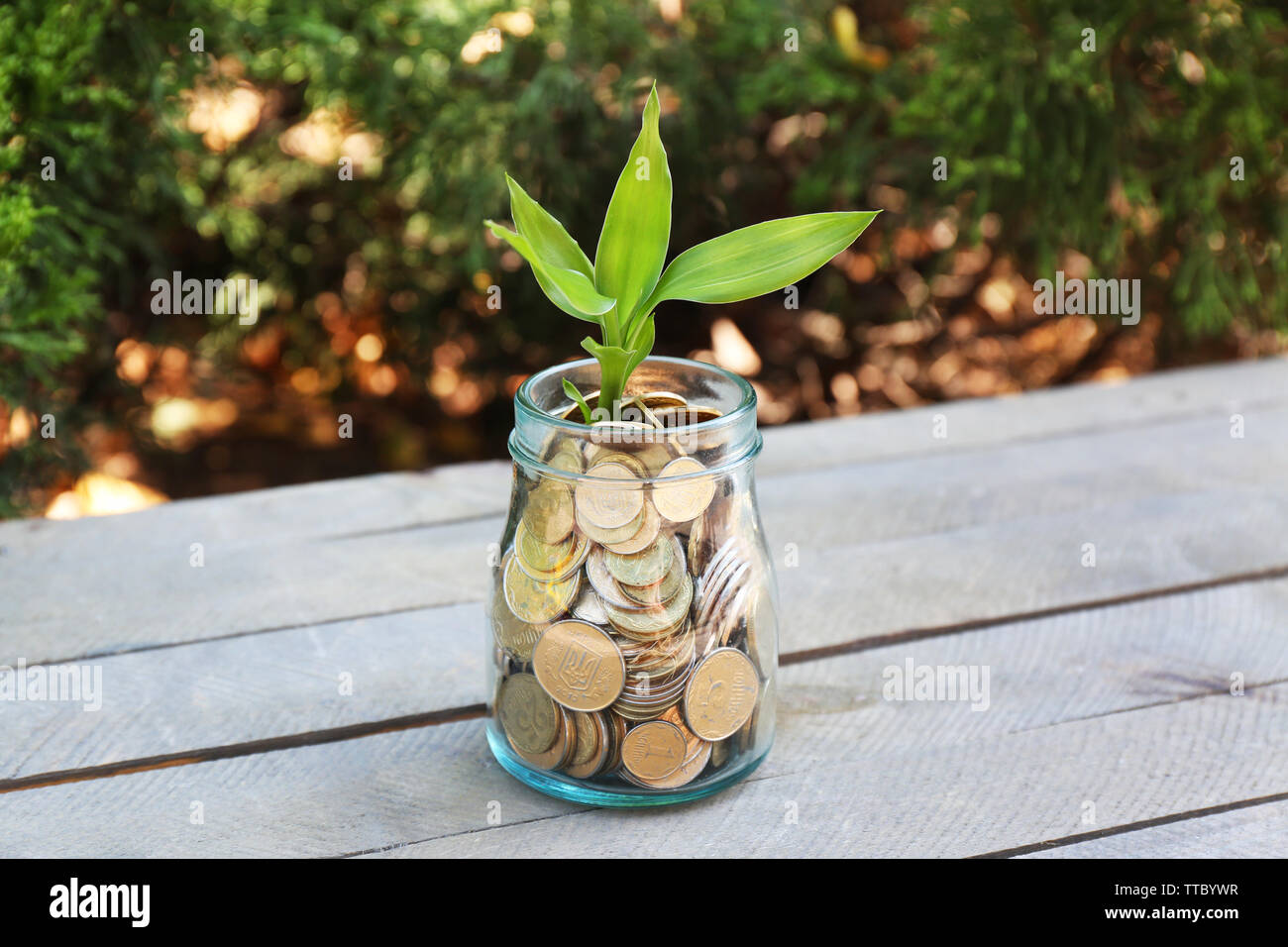 Plant growing in coins outside Stock Photo - Alamy