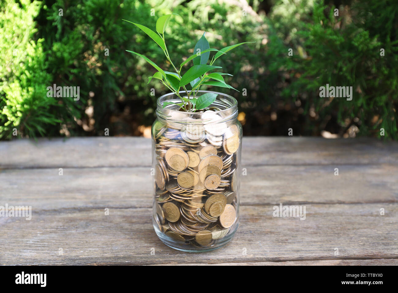 Plant growing in coins outside Stock Photo - Alamy