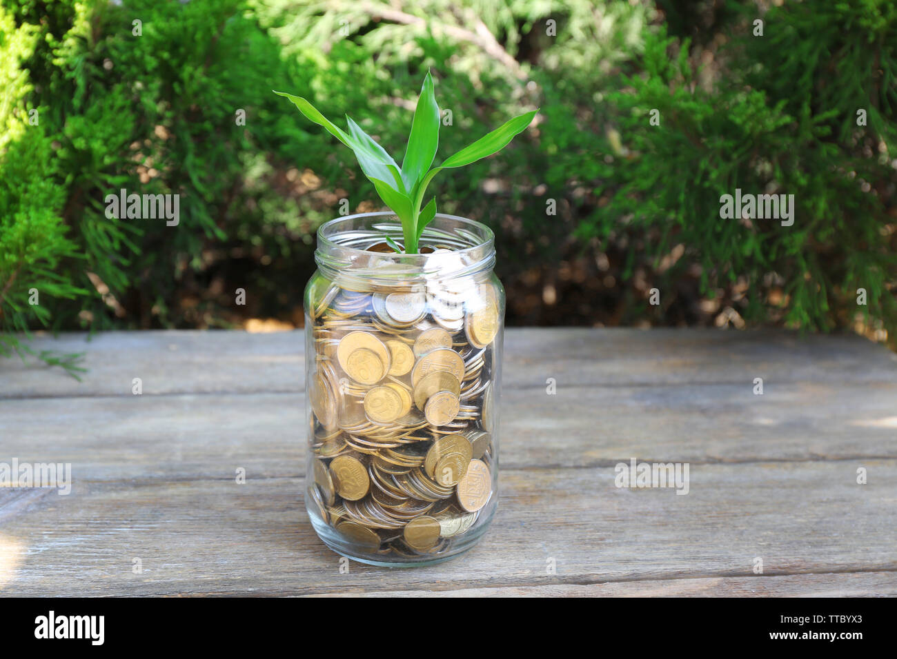 Plant growing in coins outside Stock Photo - Alamy