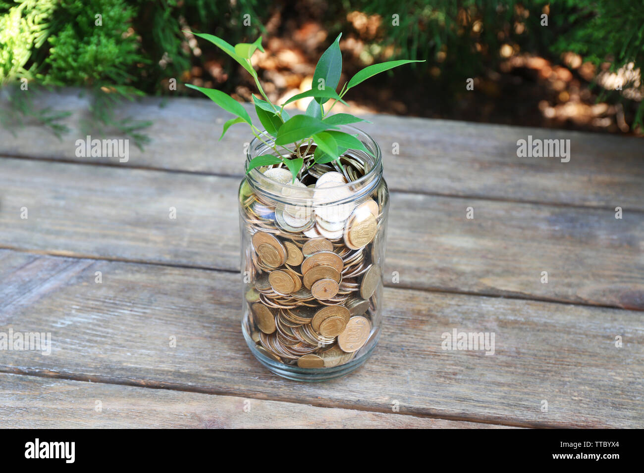 Plant growing in coins outside Stock Photo - Alamy