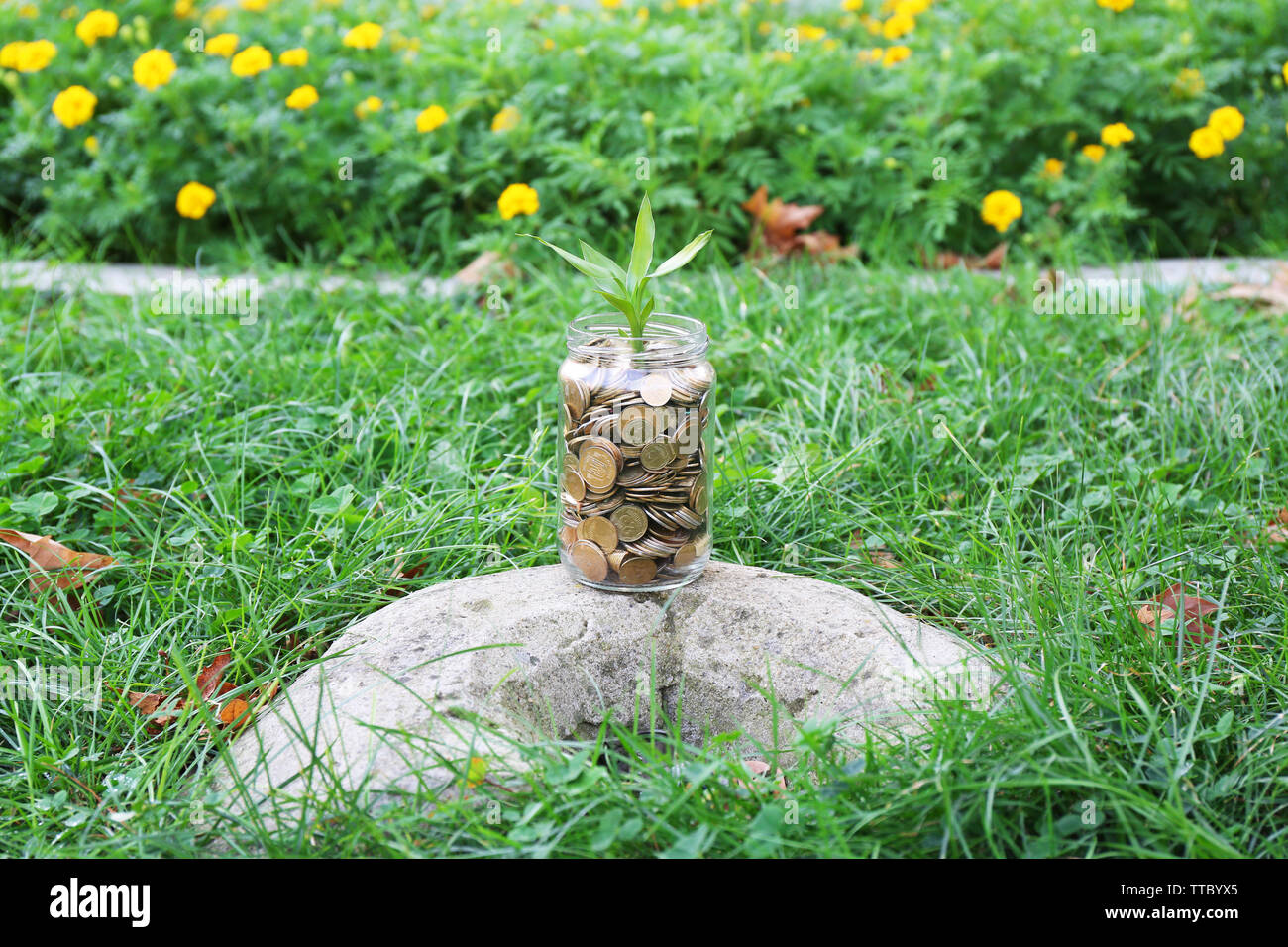 Plant growing in coins outside Stock Photo - Alamy