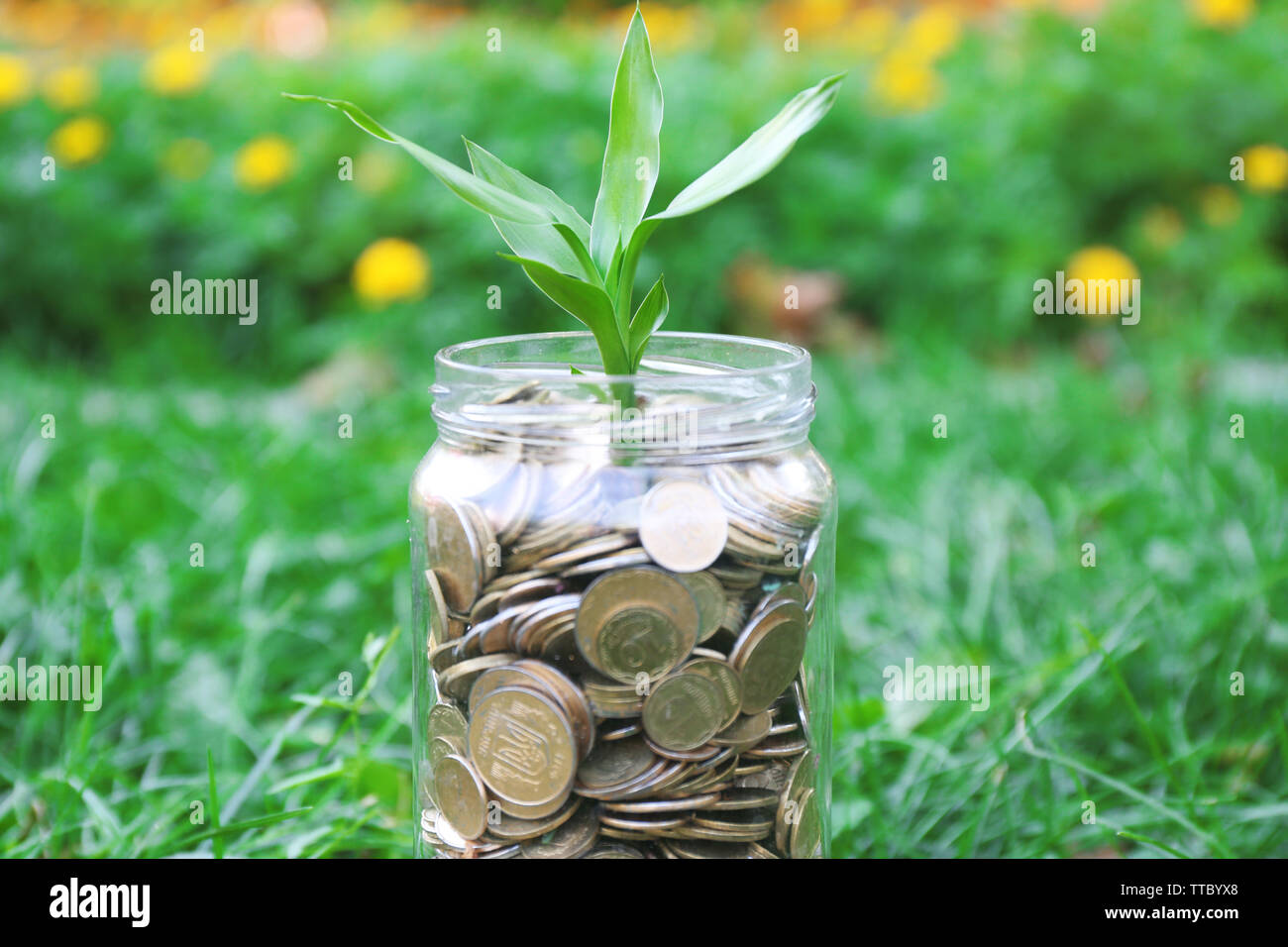 Plant growing in coins outside Stock Photo - Alamy