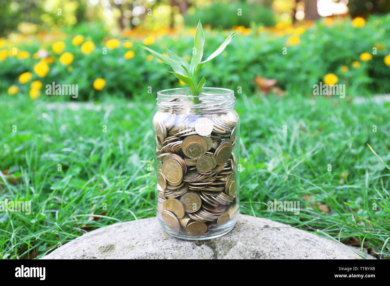 Plant growing in coins outside Stock Photo - Alamy