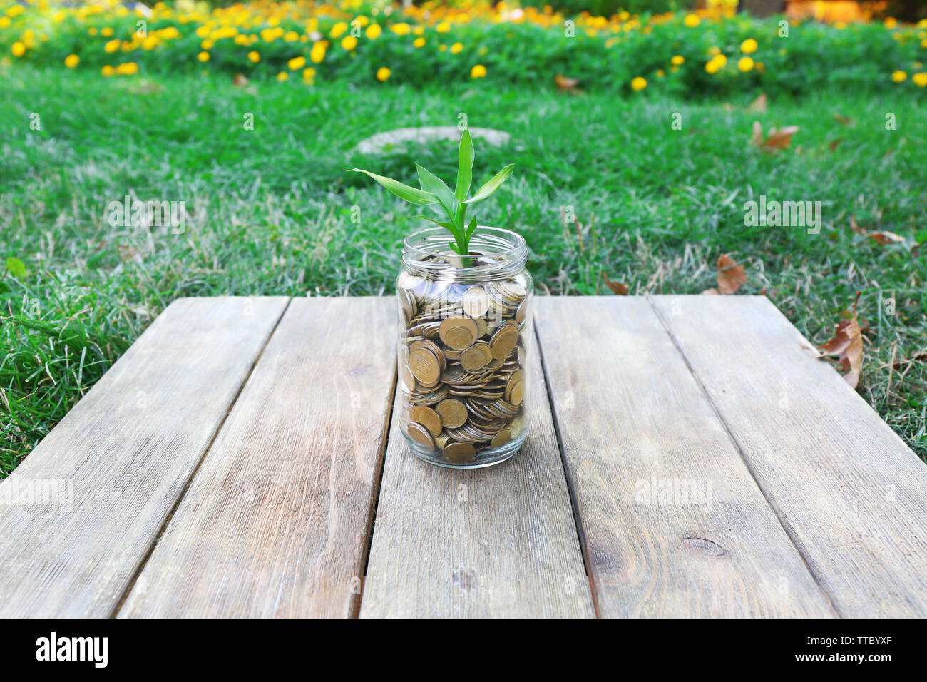 Plant growing in coins outside Stock Photo - Alamy