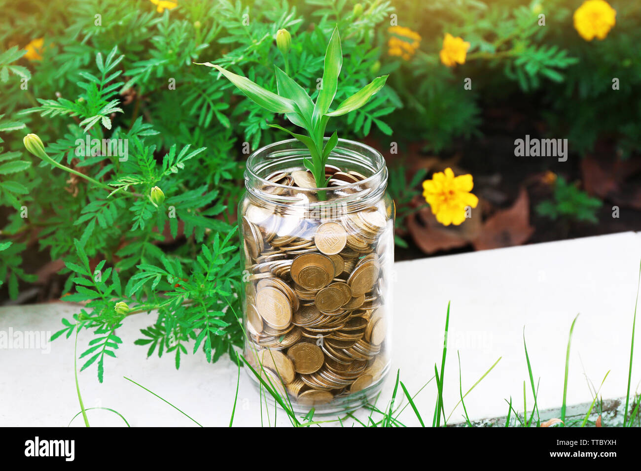 Plant growing in coins outside Stock Photo - Alamy