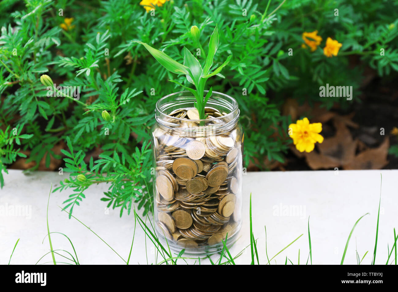 Plant growing in coins outside Stock Photo - Alamy