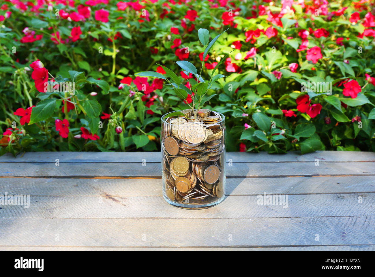 Plant growing in coins outside Stock Photo - Alamy