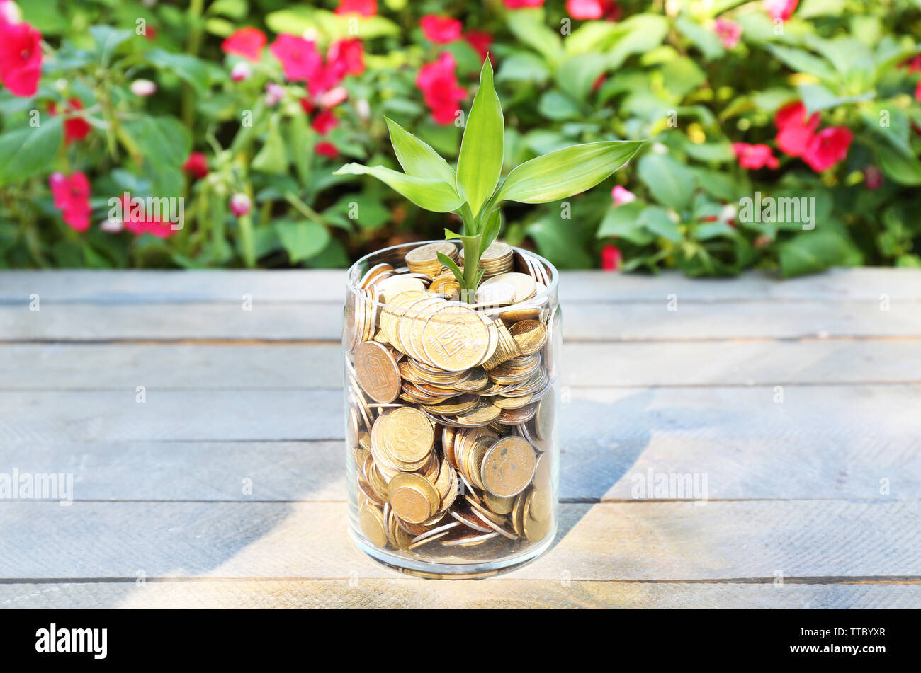 Plant growing in coins outside Stock Photo - Alamy