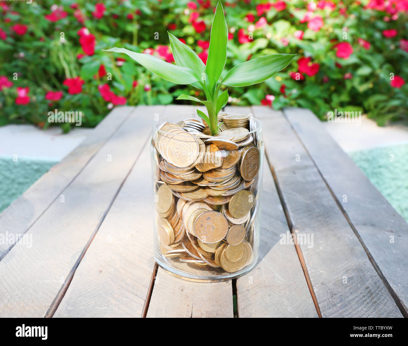 Plant growing in coins outside Stock Photo - Alamy