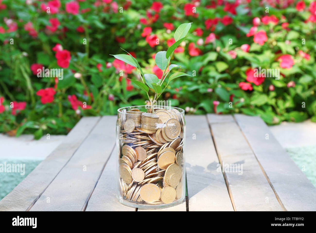 Plant growing in coins outside Stock Photo - Alamy