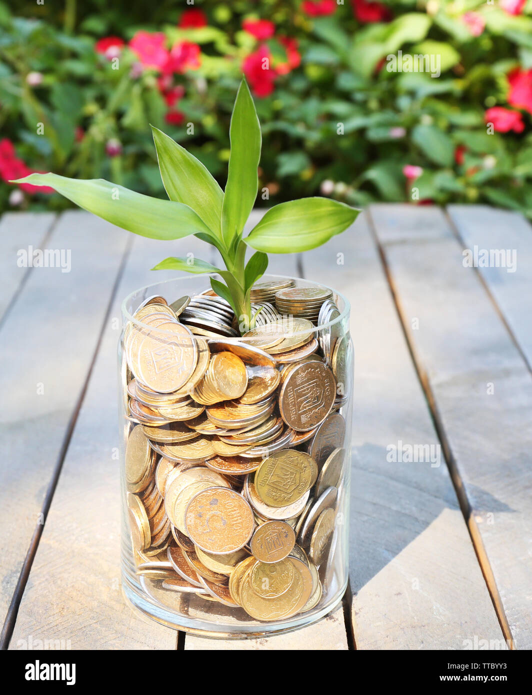 Growing flowers and coins hi-res stock photography and images - Alamy