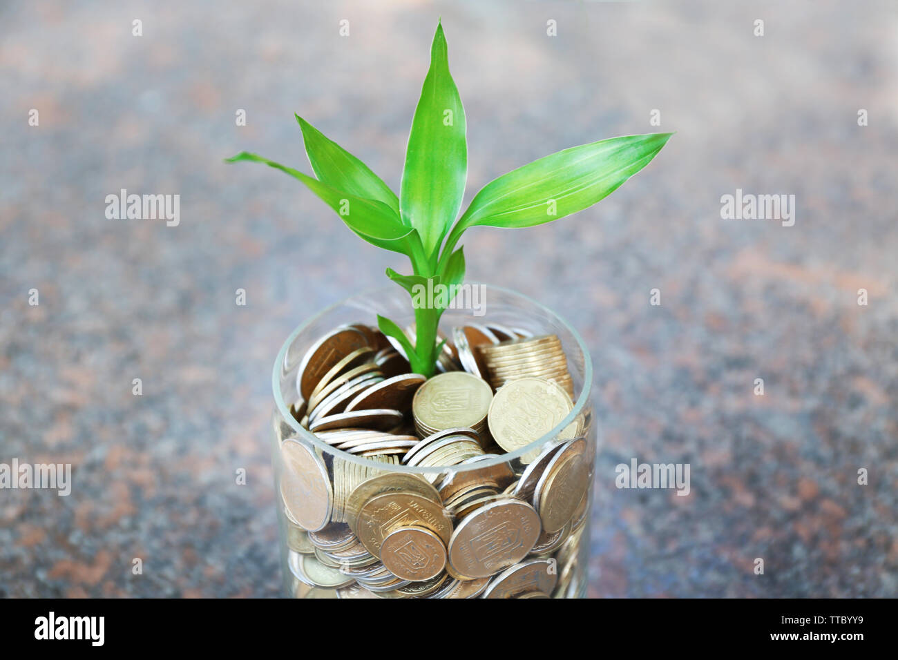 Plant growing in coins outside Stock Photo - Alamy