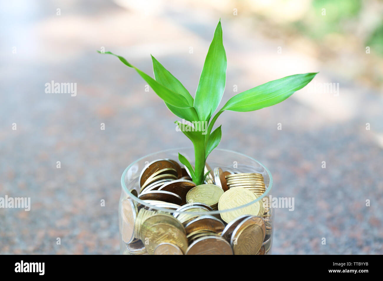 Plant growing in coins outside Stock Photo - Alamy