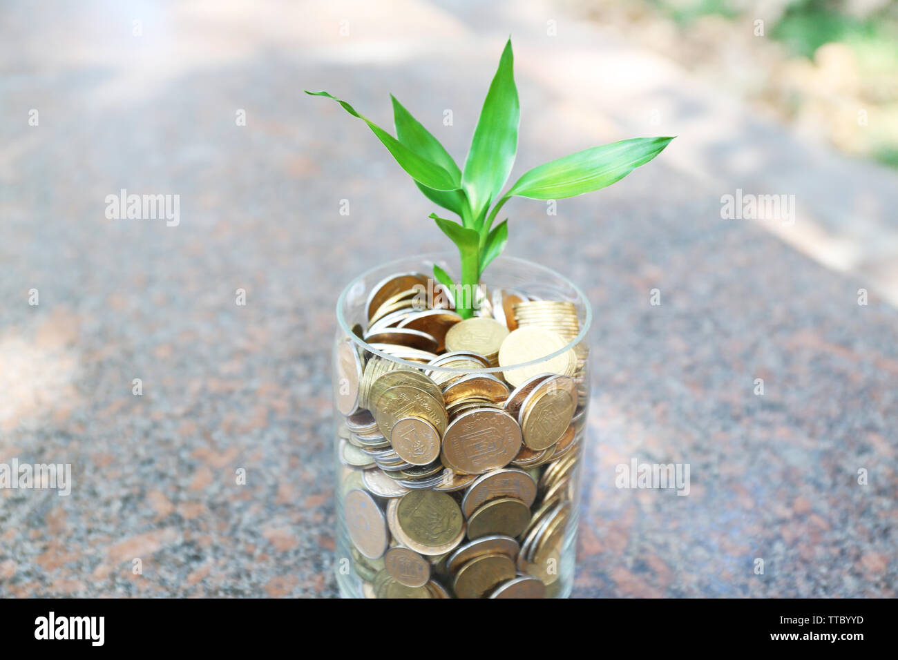 Plant growing in coins outside Stock Photo - Alamy