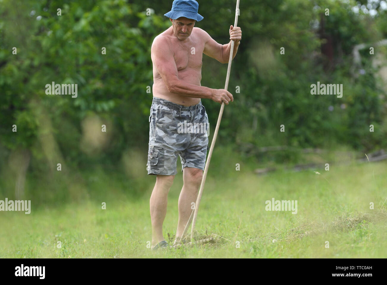 Farmer use traditional rakes to rake hay on meadow Stock Photo - Alamy