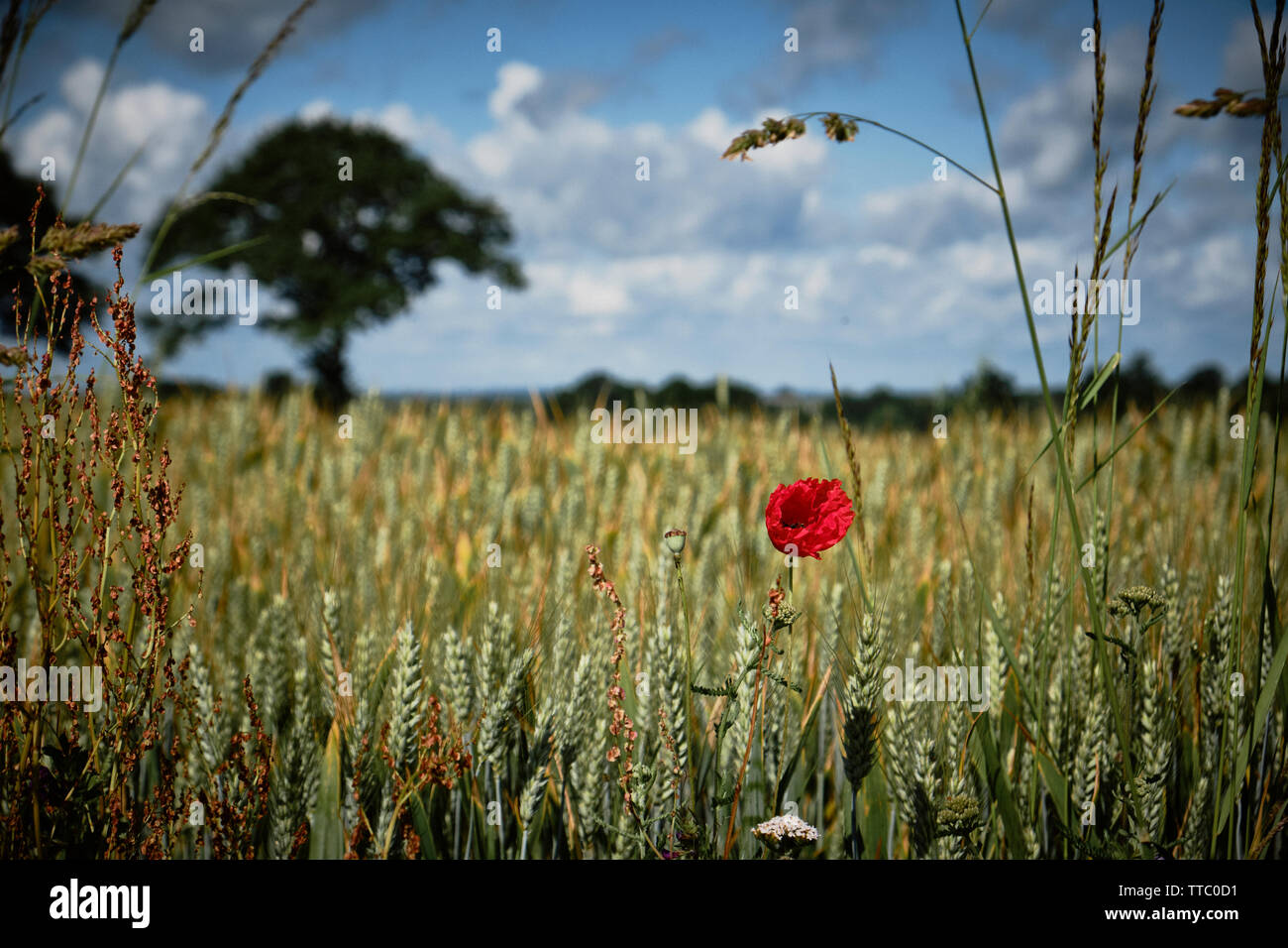 A single red poppy flower bloom in front of a wheatfield Stock Photo ...
