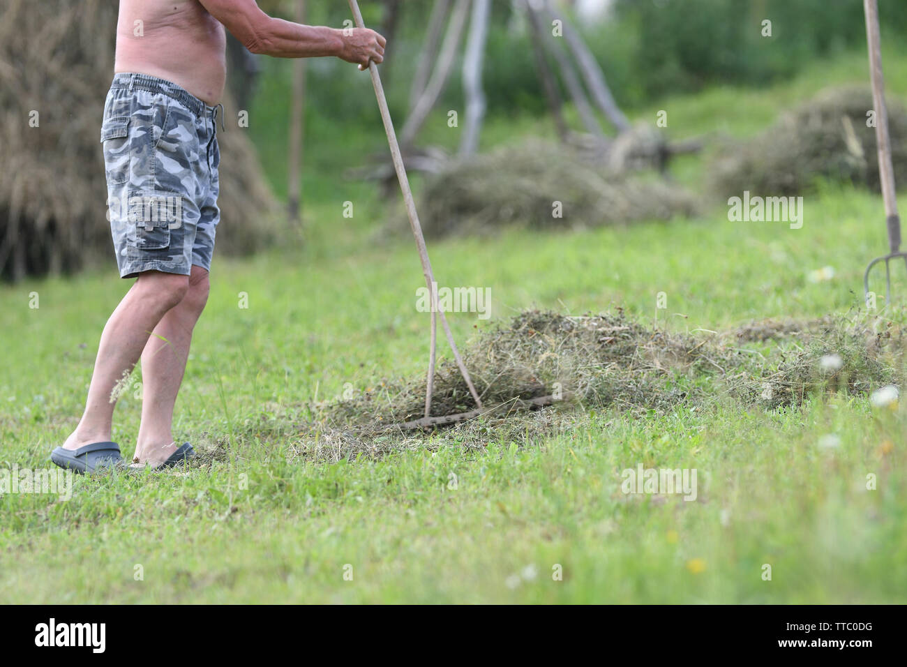Farmer use traditional rakes to rake hay on meadow Stock Photo - Alamy