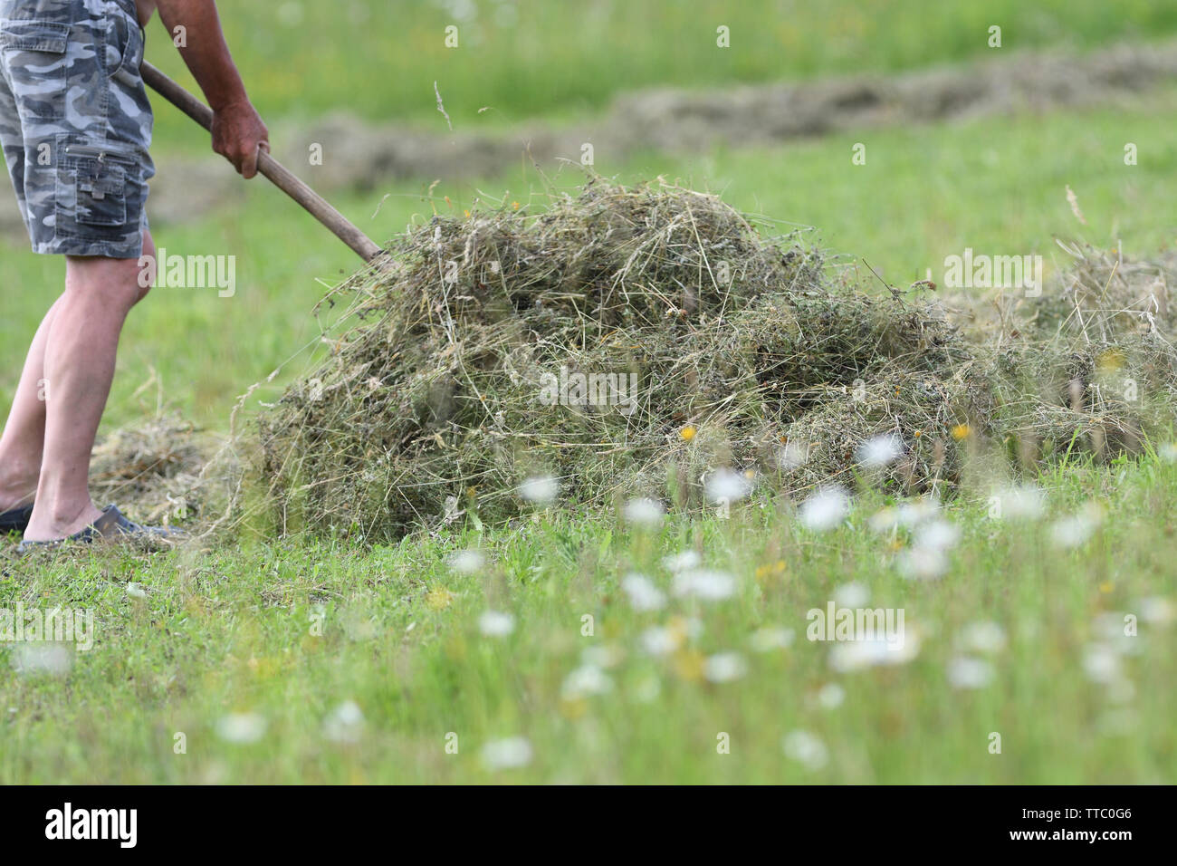 Stacking Hay High Resolution Stock Photography and Images - Alamy