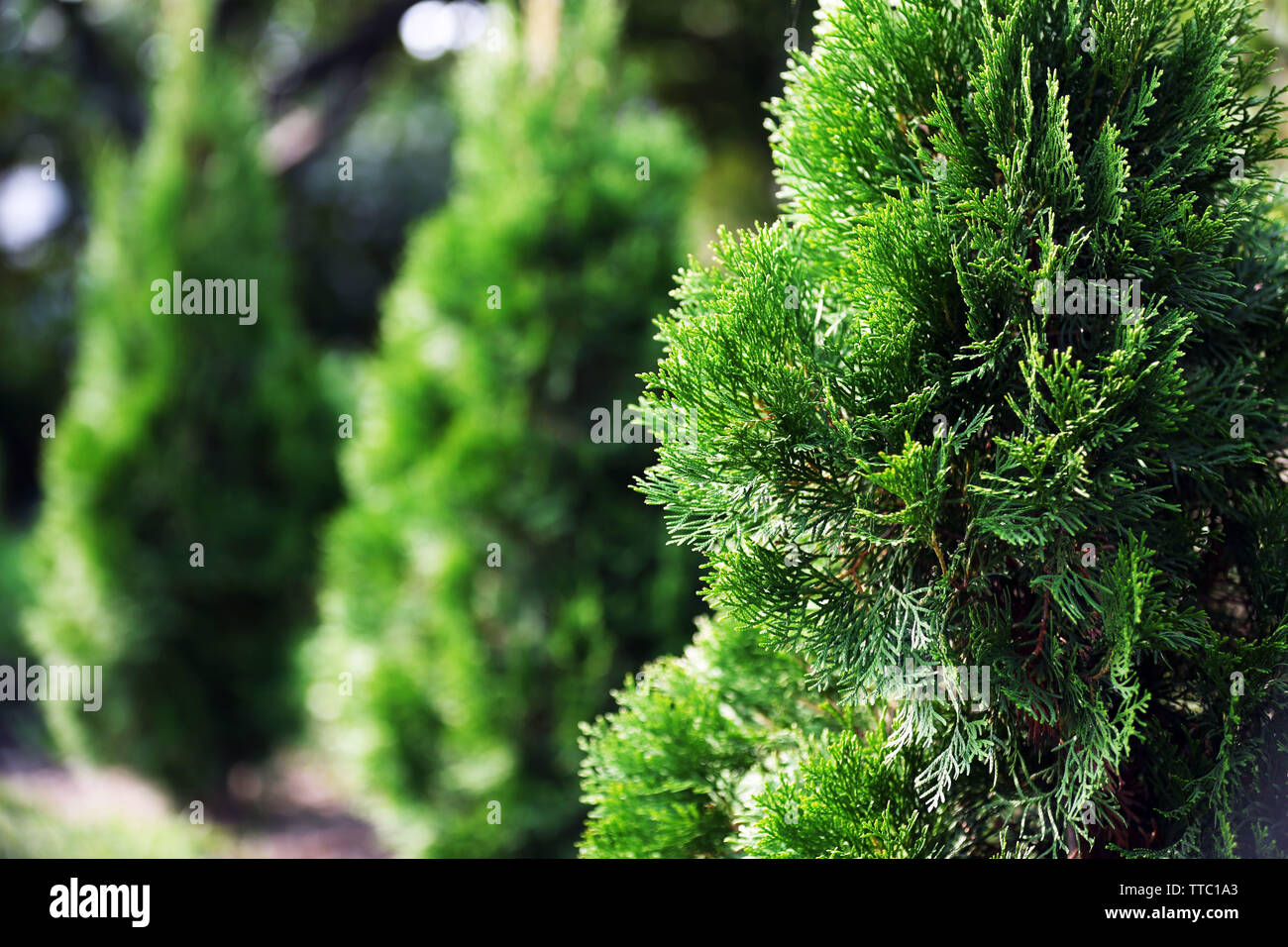 Beautiful bushes in garden Stock Photo - Alamy