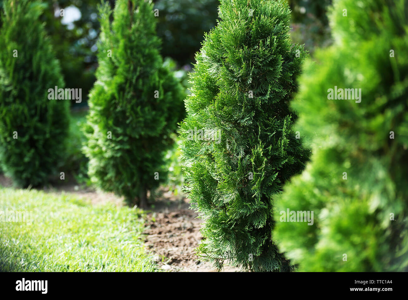 Beautiful bushes in garden Stock Photo - Alamy
