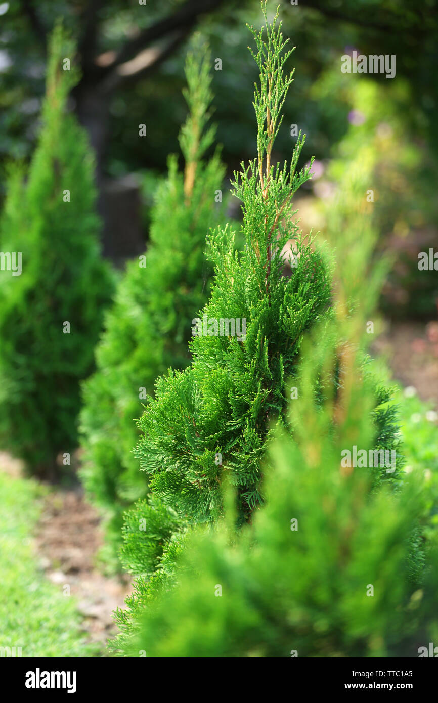 Beautiful bushes in garden Stock Photo - Alamy