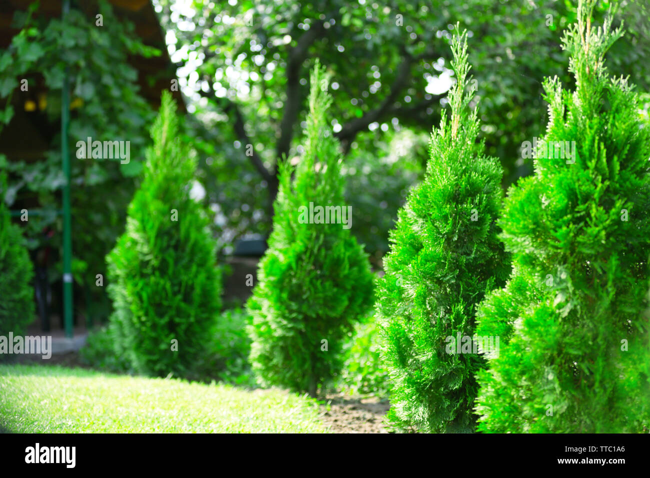 Beautiful bushes in garden Stock Photo - Alamy