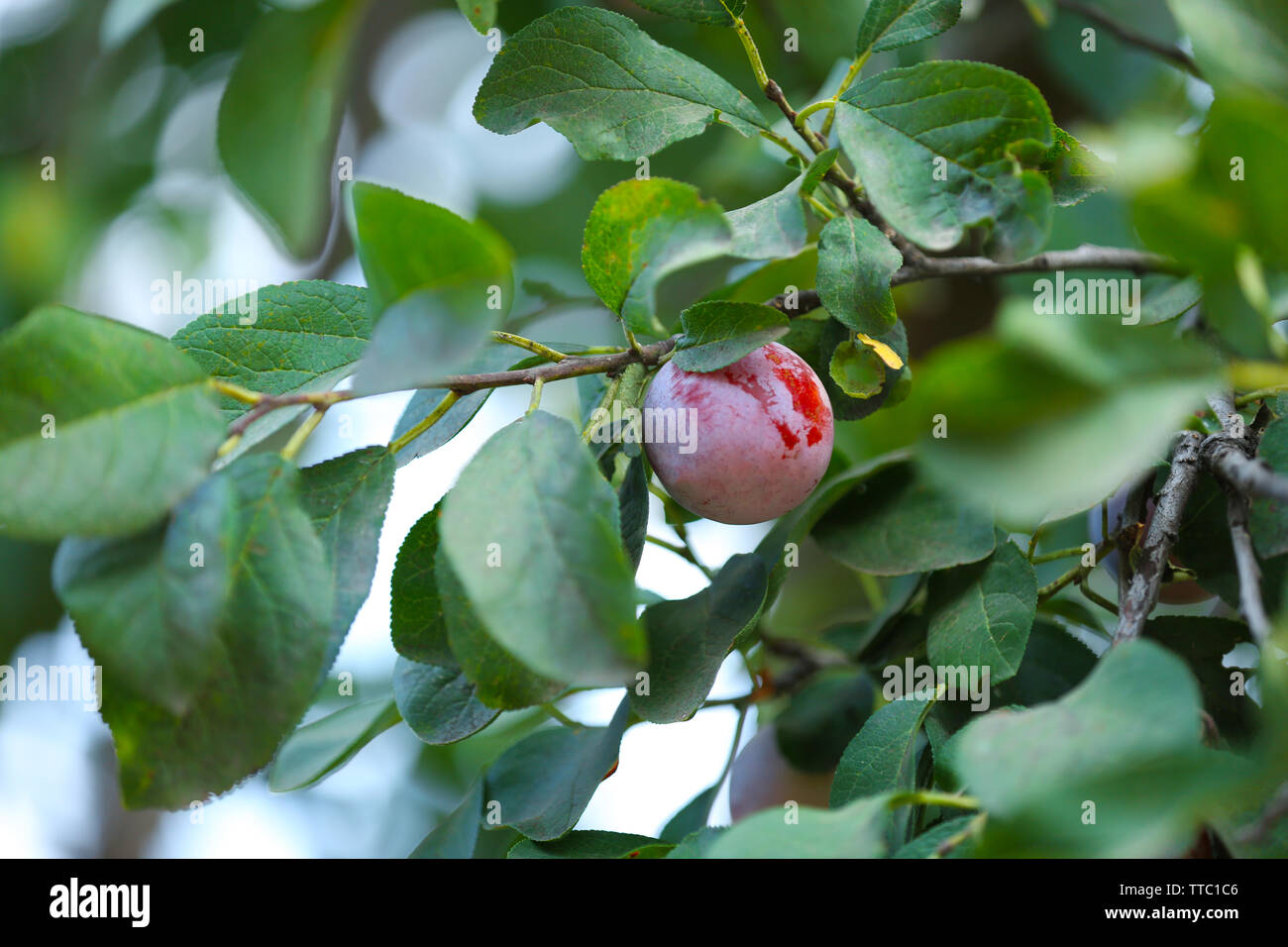 Italian prune plums hi-res stock photography and images - Alamy
