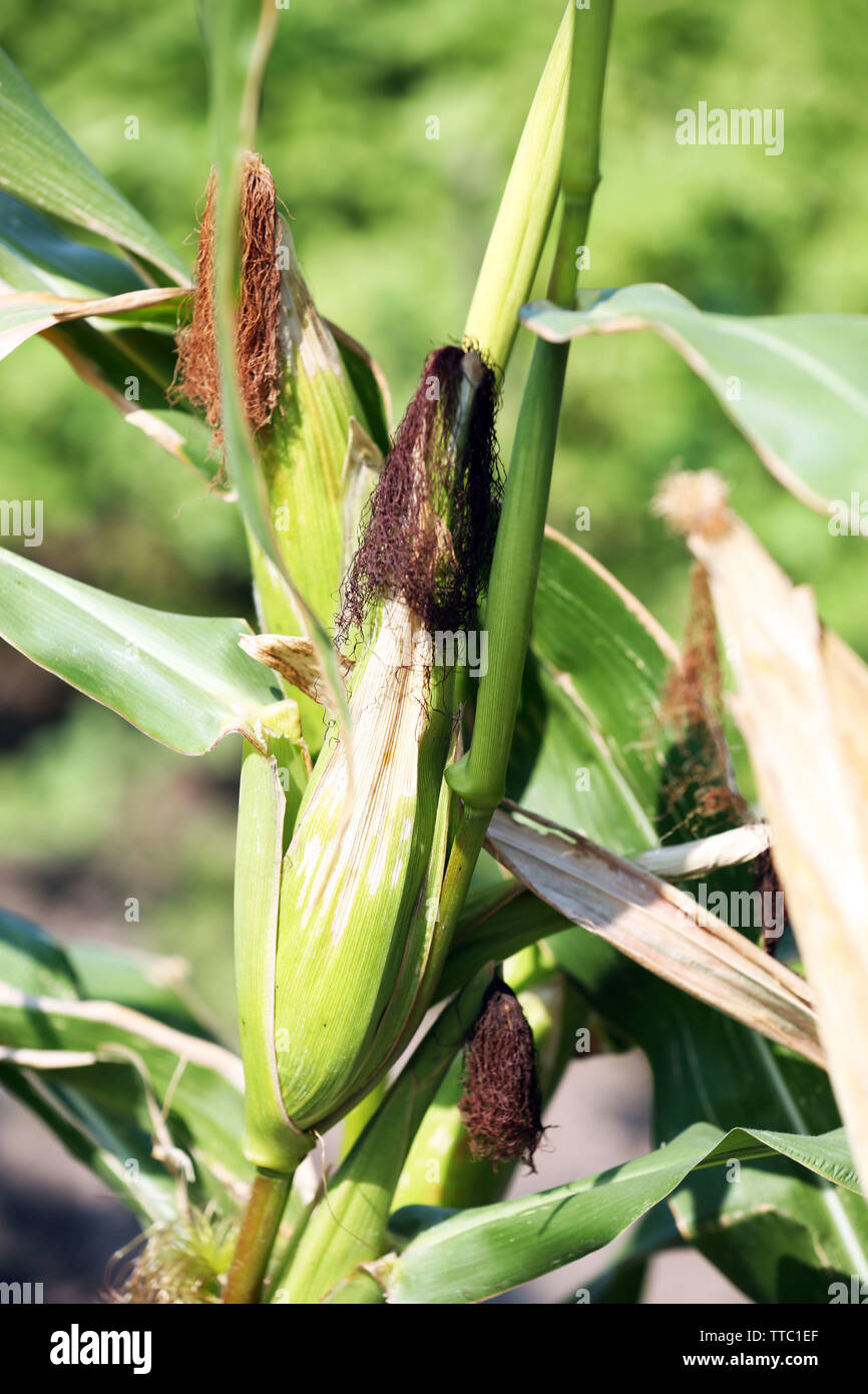 Beautiful corn ears shortly before harvest Stock Photo - Alamy