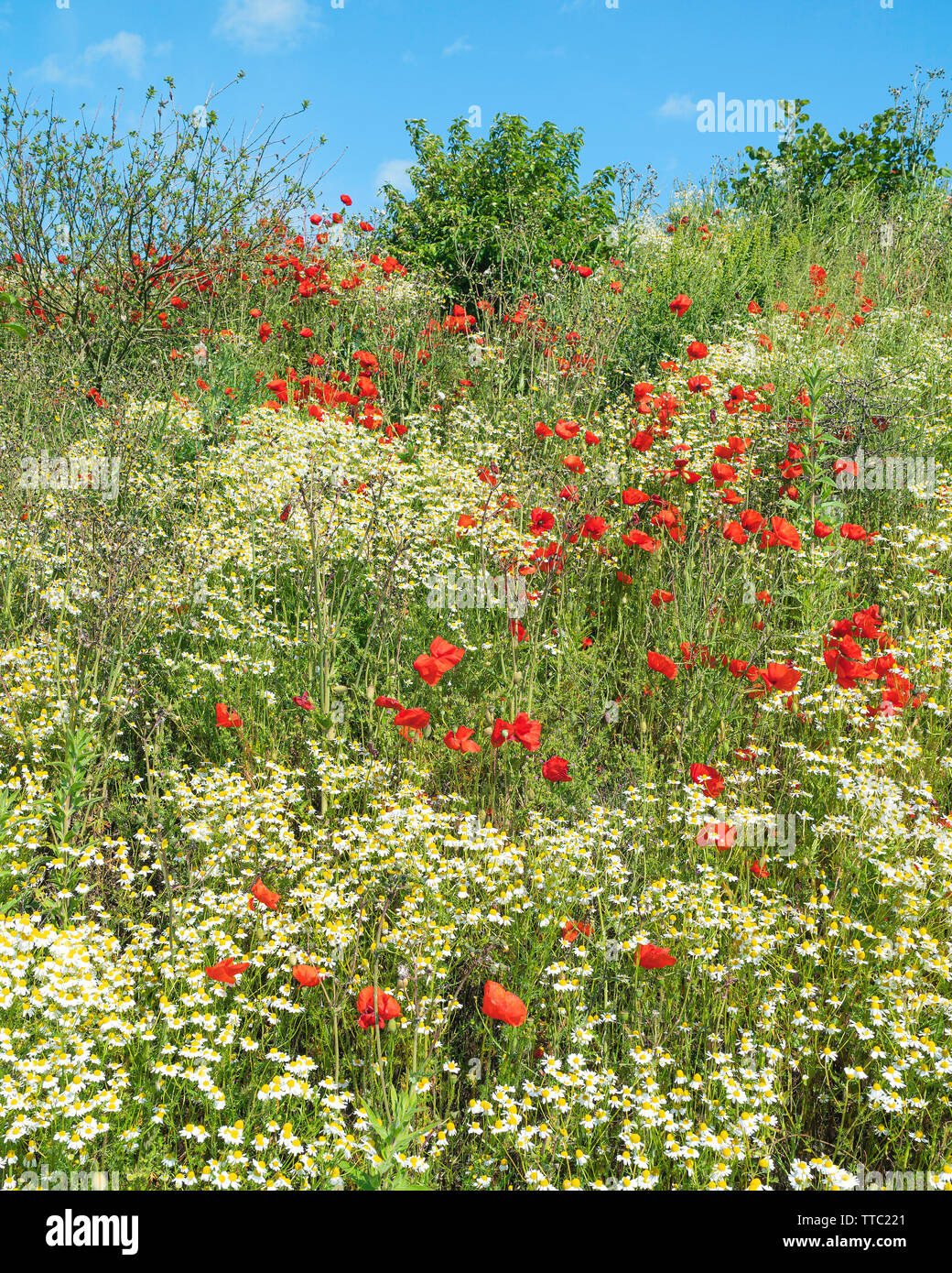 Beverley blooms hi-res stock photography and images - Alamy