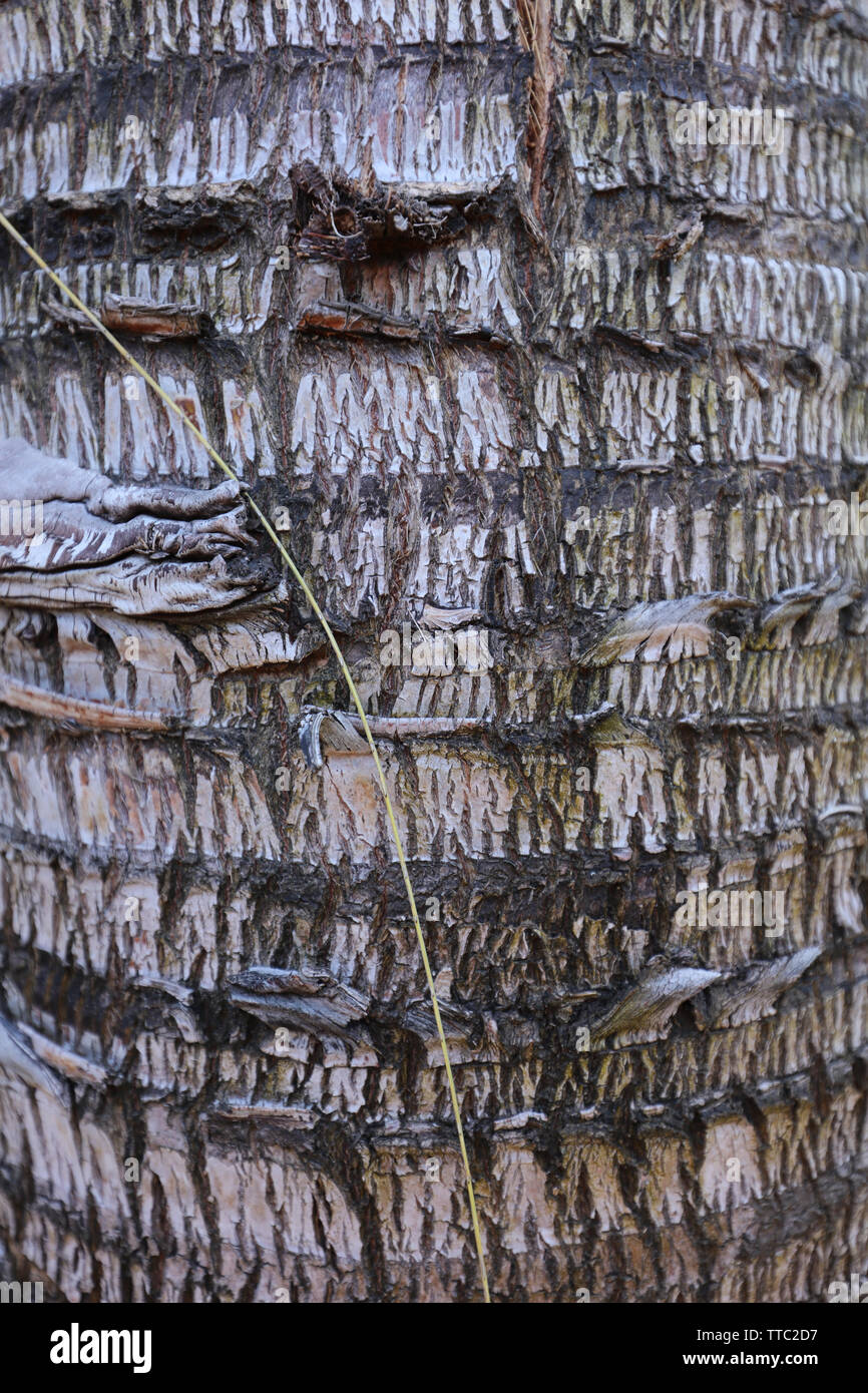 Palm tree in perth hi-res stock photography and images - Alamy