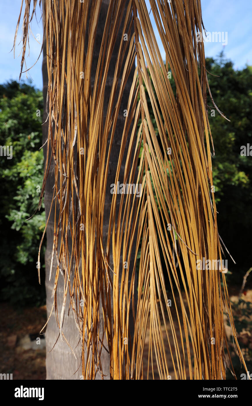 Dried palm fond hanging downwards along the tree trunk Stock Photo - Alamy