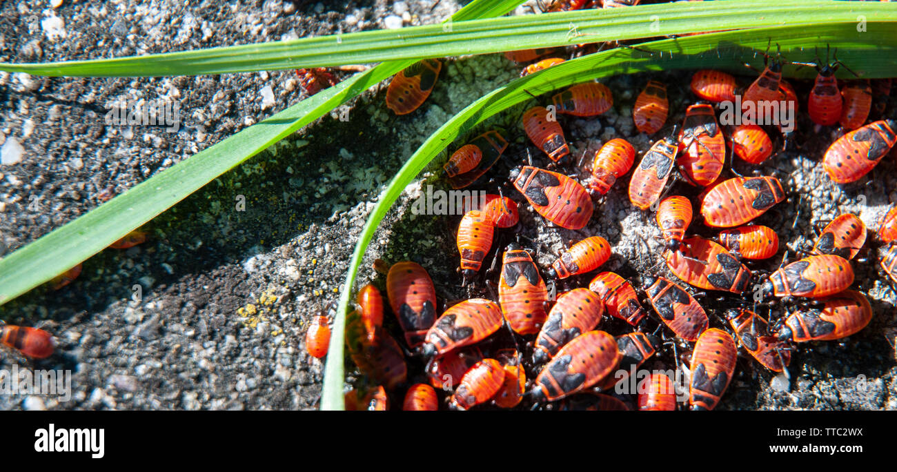 colony of young and adult fire bugs in sunshine on a garden wall Stock ...