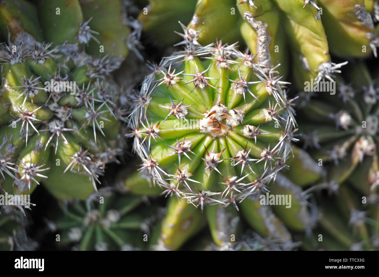 Spherical flower clusters hi-res stock photography and images - Alamy