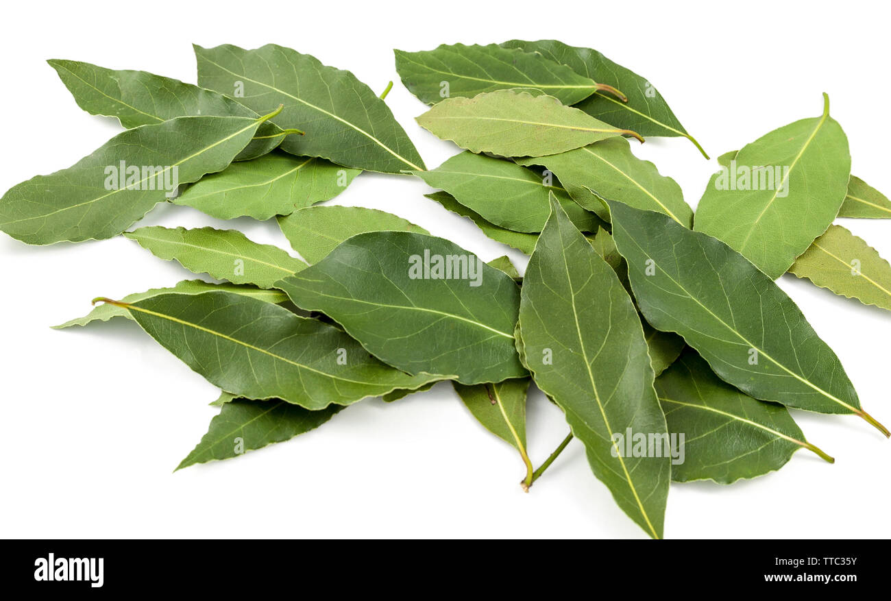 Laurel Leaves High Resolution Stock Photography and Images - Alamy