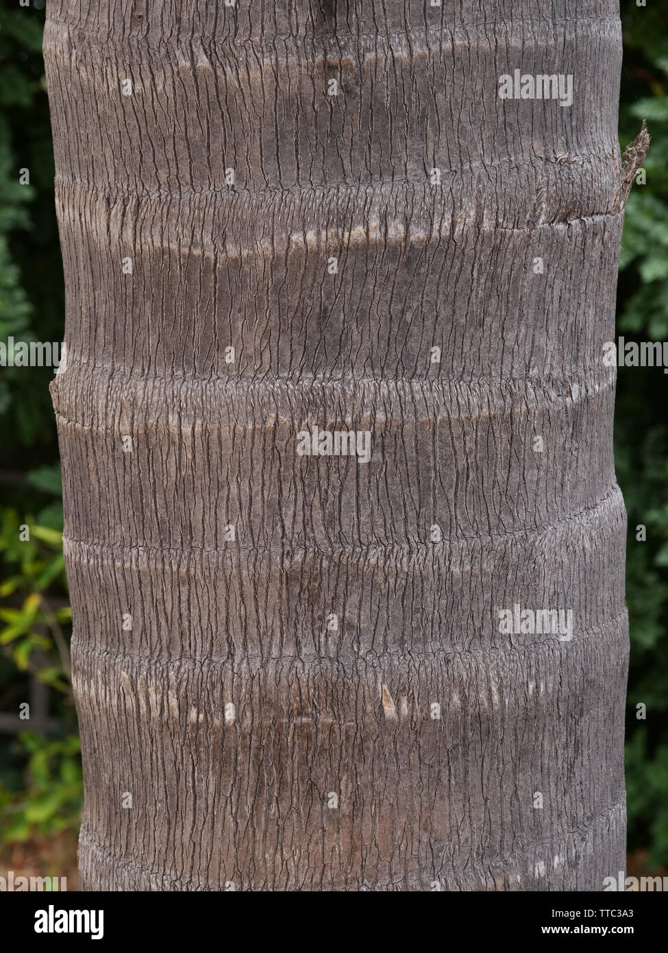 Palm tree in perth hi-res stock photography and images - Alamy