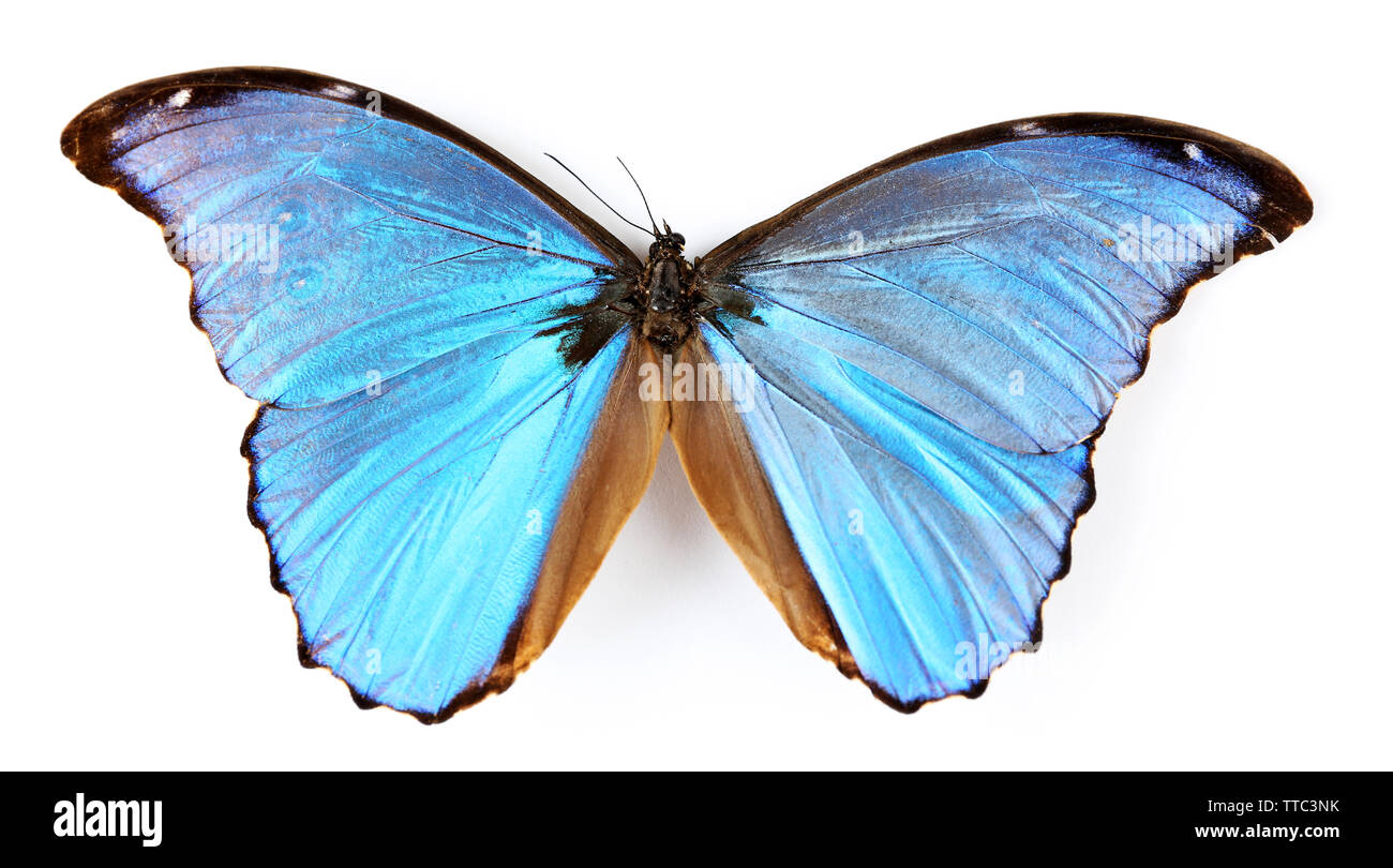Colorful butterfly isolated on white Stock Photo - Alamy