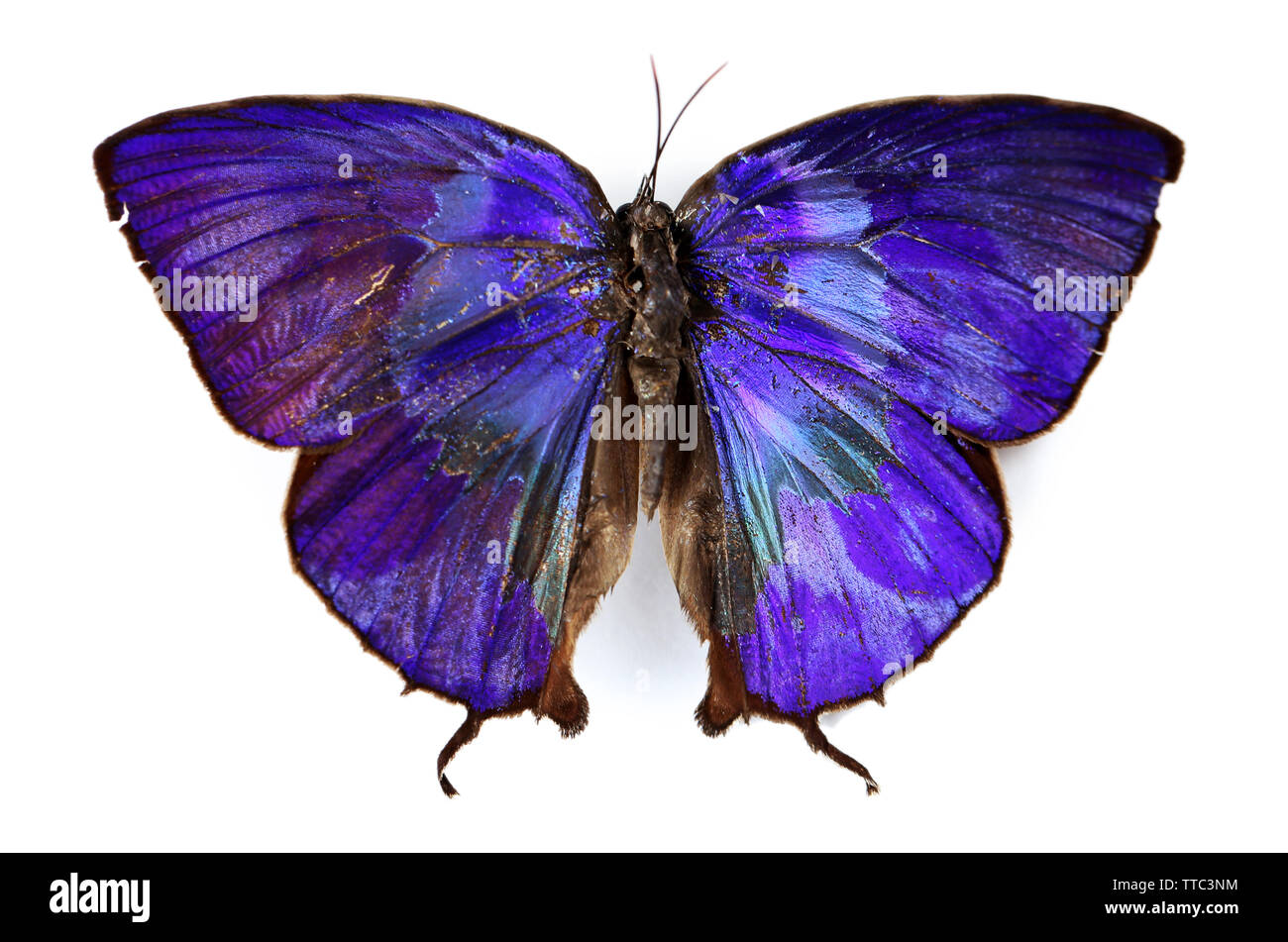 Colorful butterfly isolated on white Stock Photo - Alamy